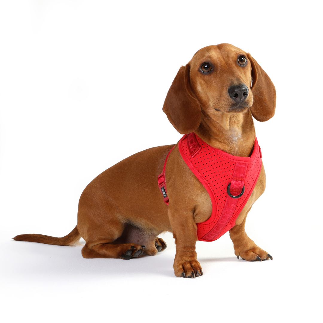 Soft Harnesses – DOOG (Dog Owners Outdoor Gear)