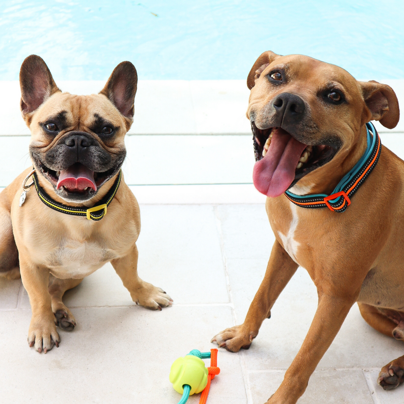 DOOG Official Site - Dog Owners Outdoor Gear – DOOG (Dog Owners Outdoor ...