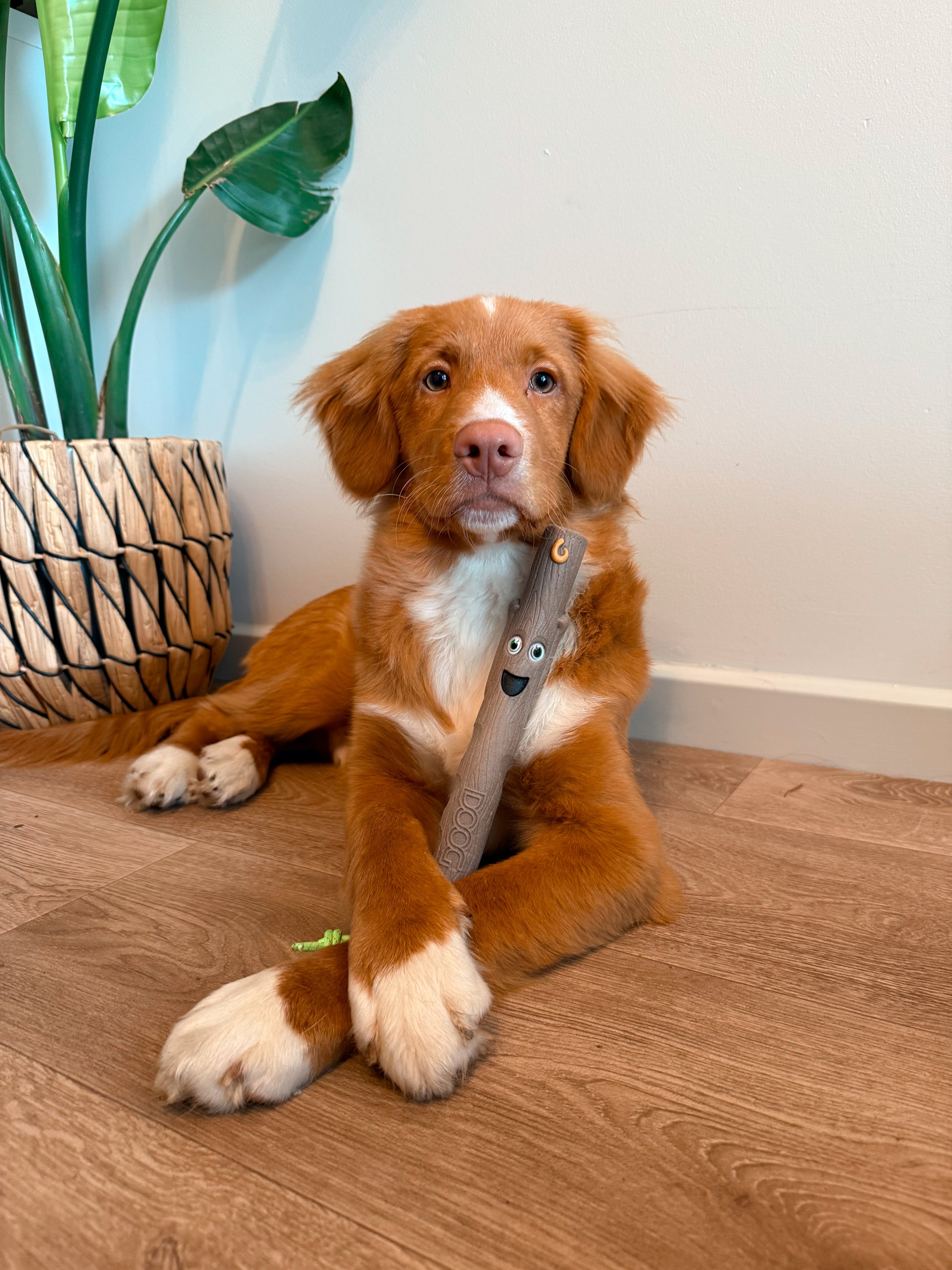 New Puppy or Dog – DOOG (Dog Owners Outdoor Gear)