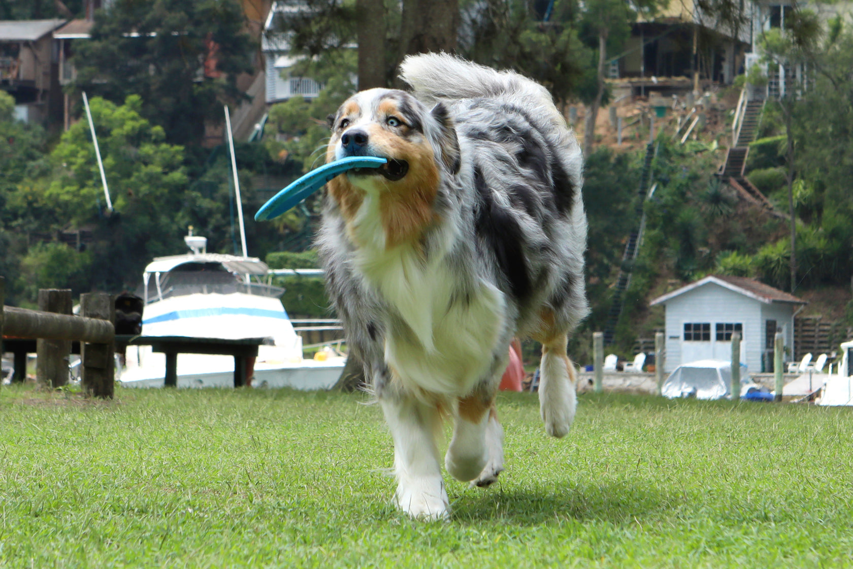 The Fetchables – DOOG (Dog Owners Outdoor Gear)