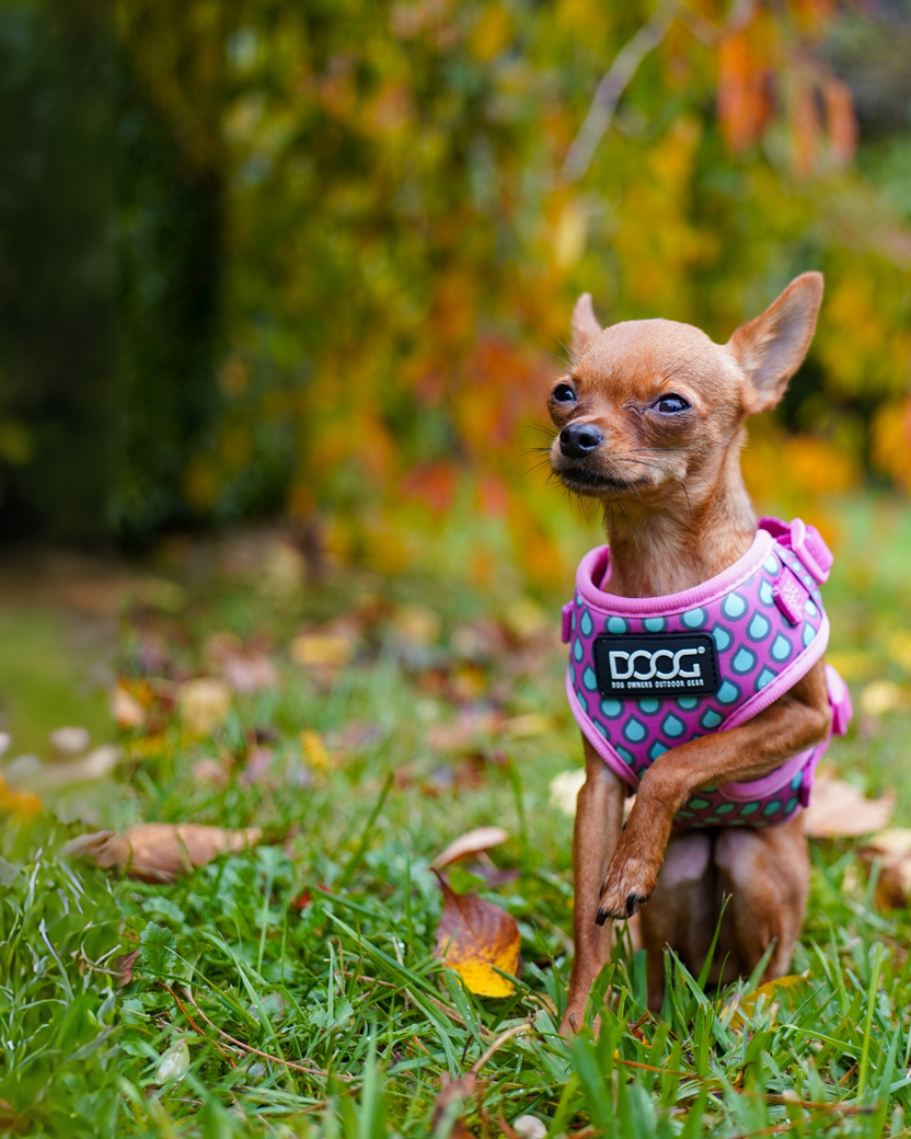 DOOG Official Site - Dog Owners Outdoor Gear – DOOG (Dog Owners Outdoor ...