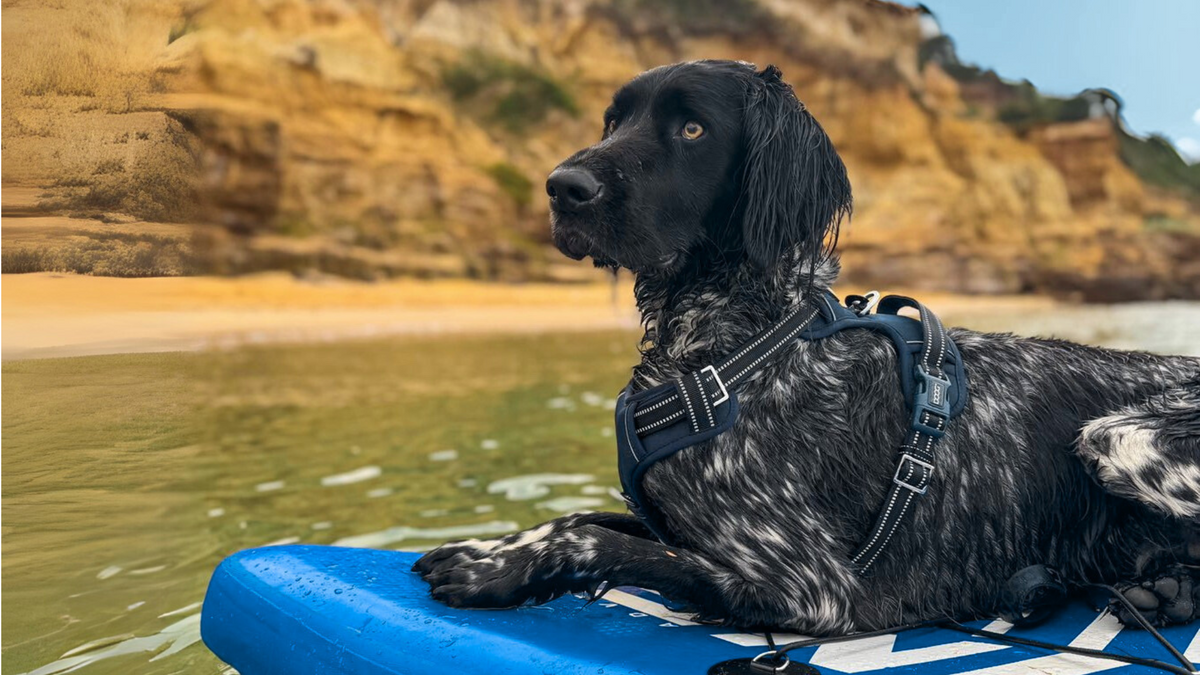 DOOG Official Site - Dog Owners Outdoor Gear – DOOG (Dog Owners Outdoor ...