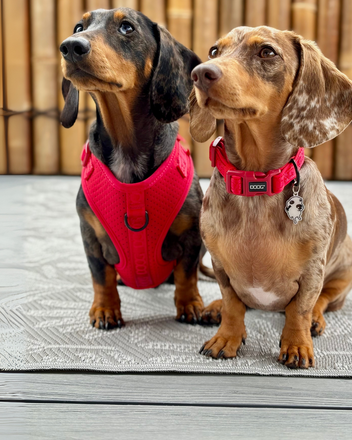 DOOG Official Site - Dog Owners Outdoor Gear – DOOG (Dog Owners Outdoor ...