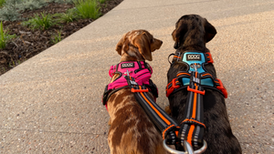 DOOG Official Site - Dog Owners Outdoor Gear – DOOG (Dog Owners Outdoor ...