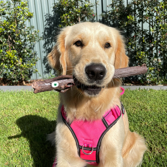 DOOG Official Site - Dog Owners Outdoor Gear – DOOG (Dog Owners Outdoor ...