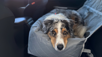 DOOG Official Site - Dog Owners Outdoor Gear – DOOG (Dog Owners Outdoor ...