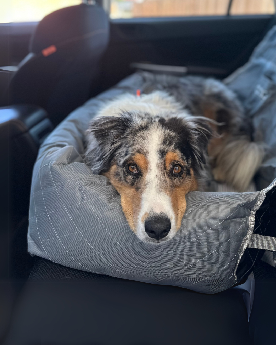 DOOG Official Site - Dog Owners Outdoor Gear – DOOG (Dog Owners Outdoor ...