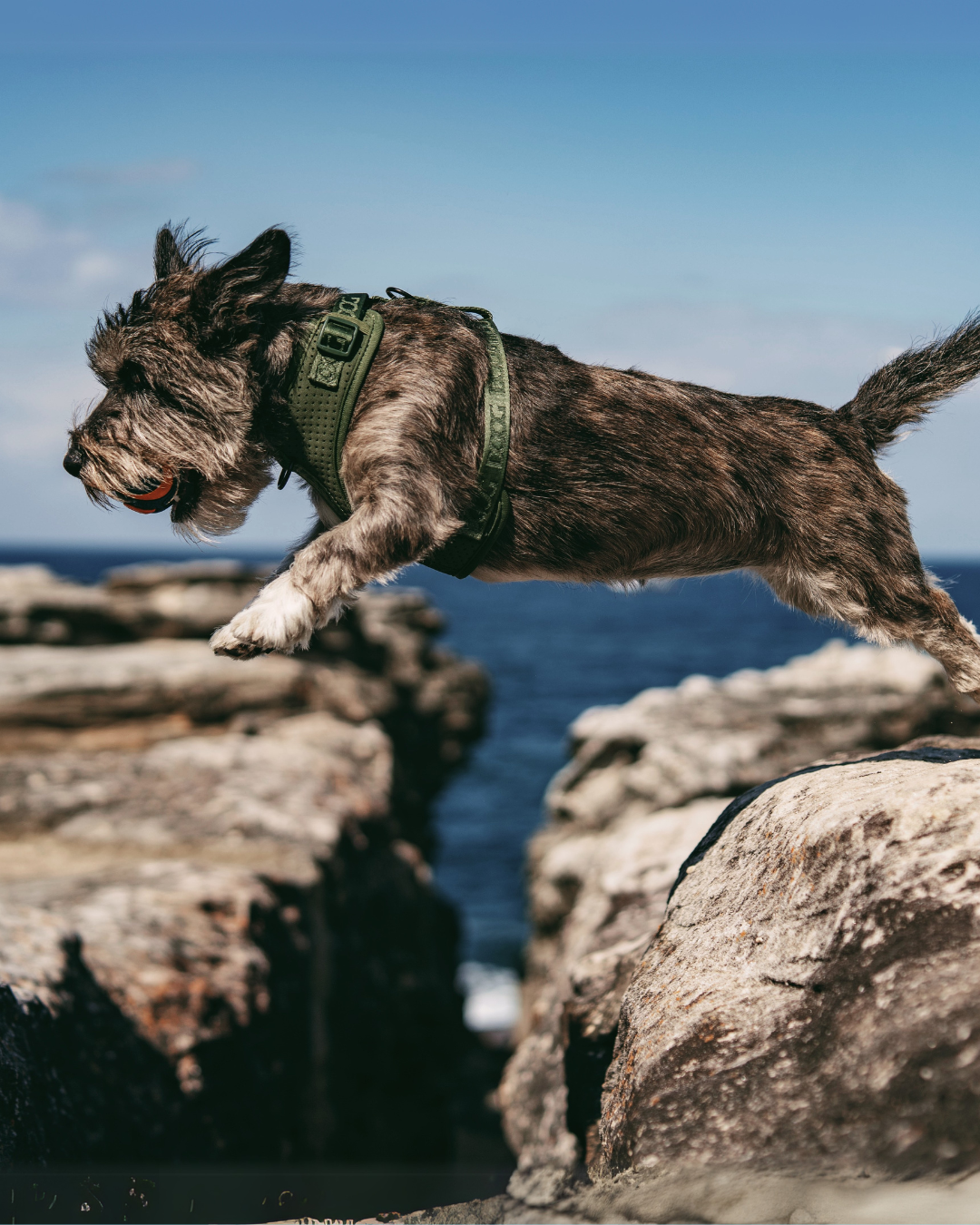 DOOG Official Site - Dog Owners Outdoor Gear – DOOG (Dog Owners Outdoor ...