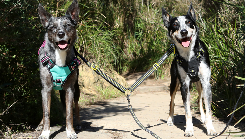 DOOG Official Site - Dog Owners Outdoor Gear – DOOG (Dog Owners Outdoor ...