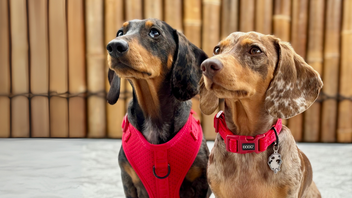 DOOG Official Site - Dog Owners Outdoor Gear – DOOG (Dog Owners Outdoor ...