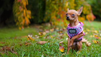 DOOG Official Site - Dog Owners Outdoor Gear – DOOG (Dog Owners Outdoor ...