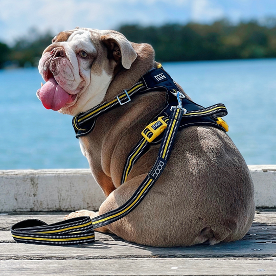 Find a store | Pet Products For Dogs Sydney | Dog Training Treat Bag ...