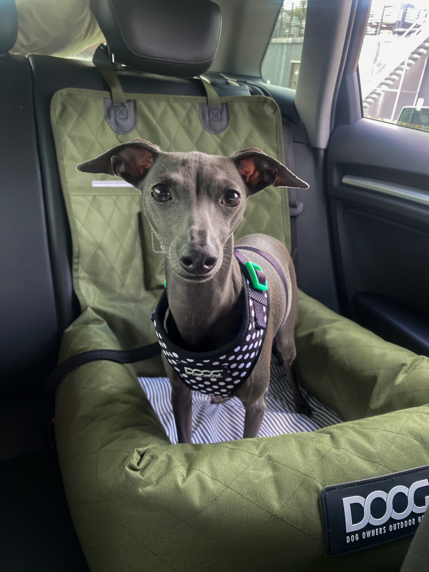 DOOG Official Site - Dog Owners Outdoor Gear – DOOG (Dog Owners Outdoor ...