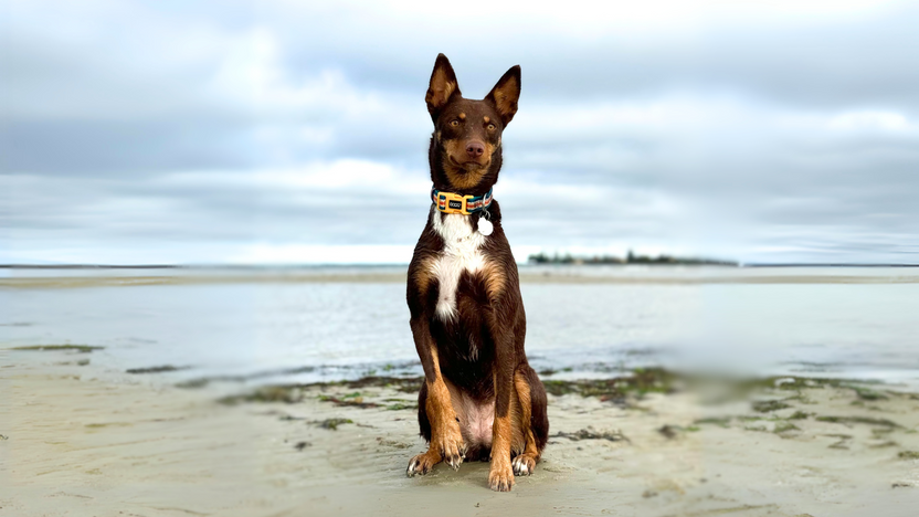 DOOG Official Site - Dog Owners Outdoor Gear – DOOG (Dog Owners Outdoor ...