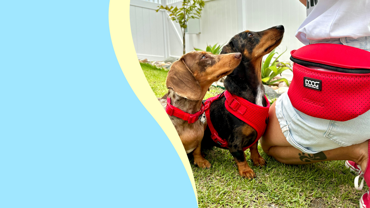 DOOG Official Site - Dog Owners Outdoor Gear – DOOG (Dog Owners Outdoor ...