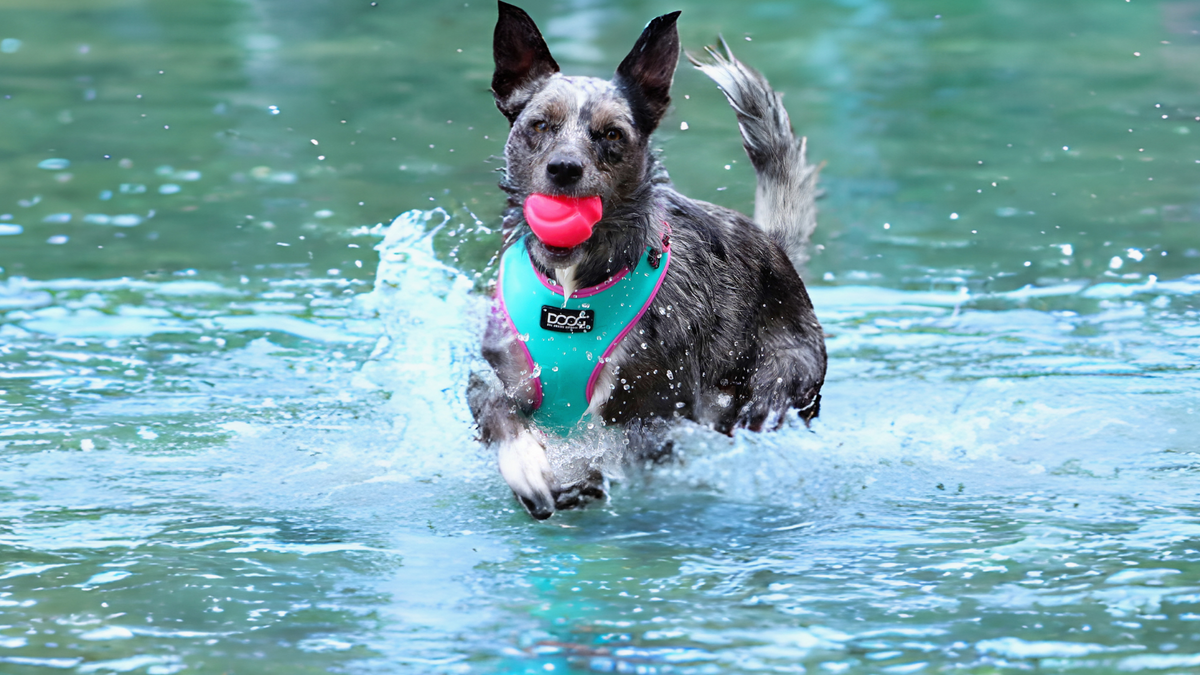 DOOG Official Site - Dog Owners Outdoor Gear – DOOG (Dog Owners Outdoor ...