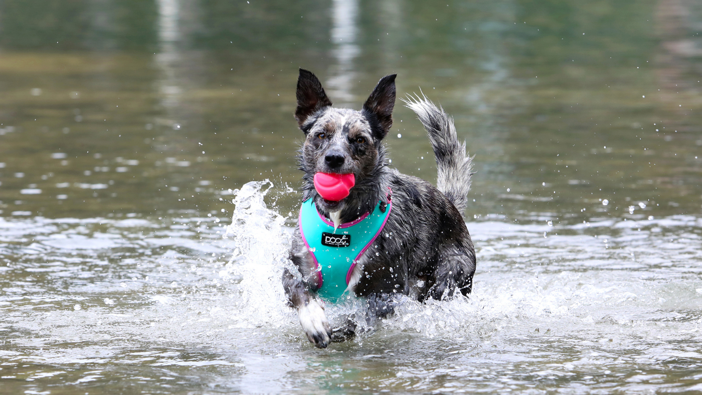 DOOG Official Site - Dog Owners Outdoor Gear – DOOG (Dog Owners Outdoor ...