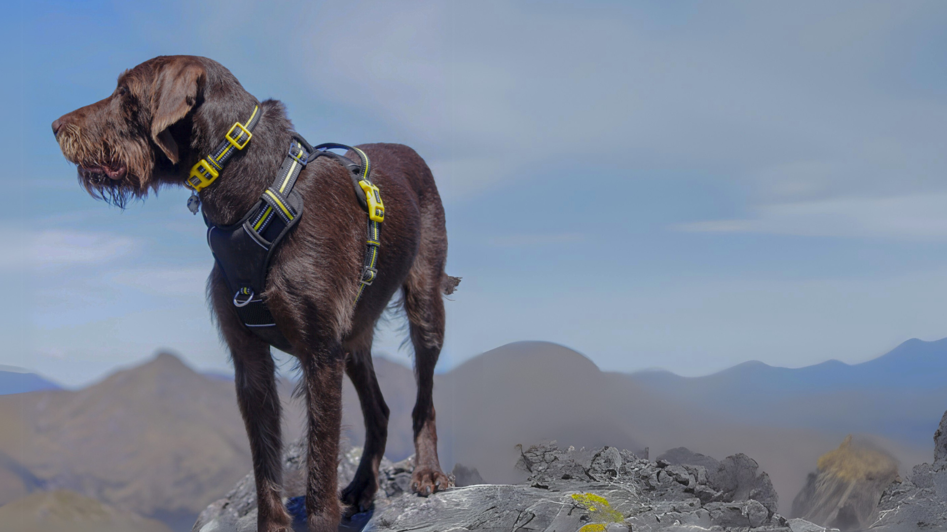 DOOG Official Site - Dog Owners Outdoor Gear – DOOG (Dog Owners Outdoor ...