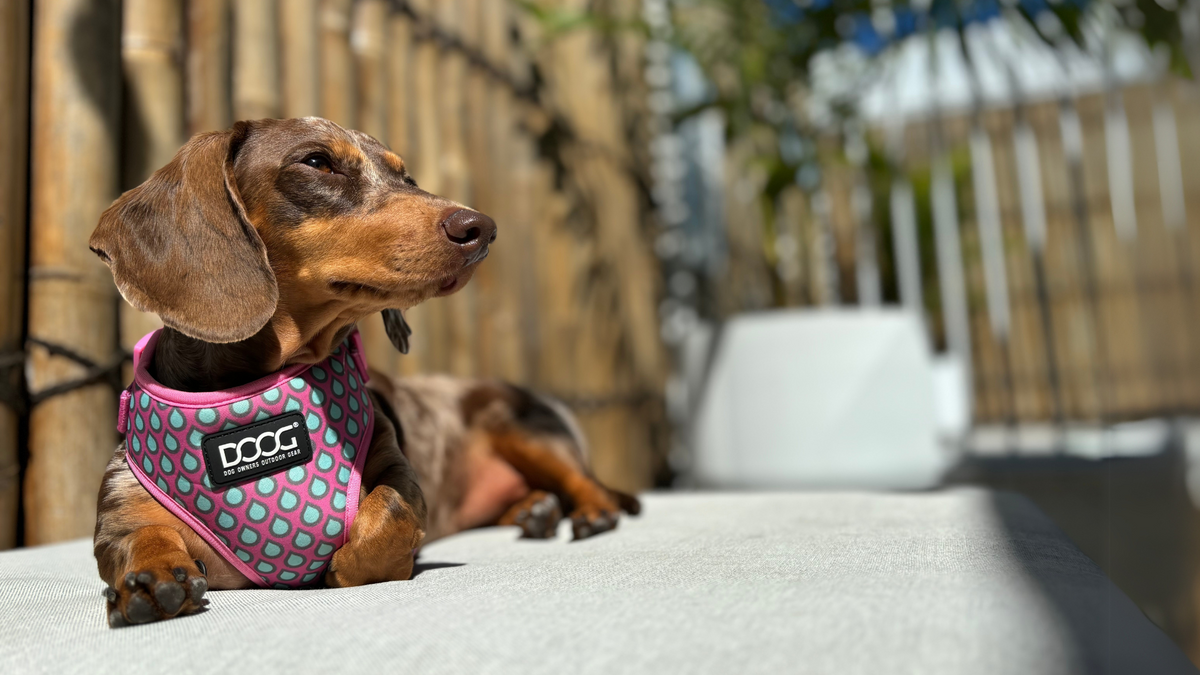 DOOG Official Site - Dog Owners Outdoor Gear – DOOG (Dog Owners Outdoor ...