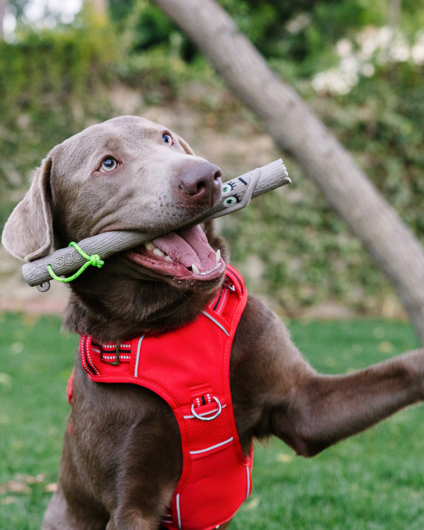 DOOG Official Site - Dog Owners Outdoor Gear – DOOG (Dog Owners Outdoor ...
