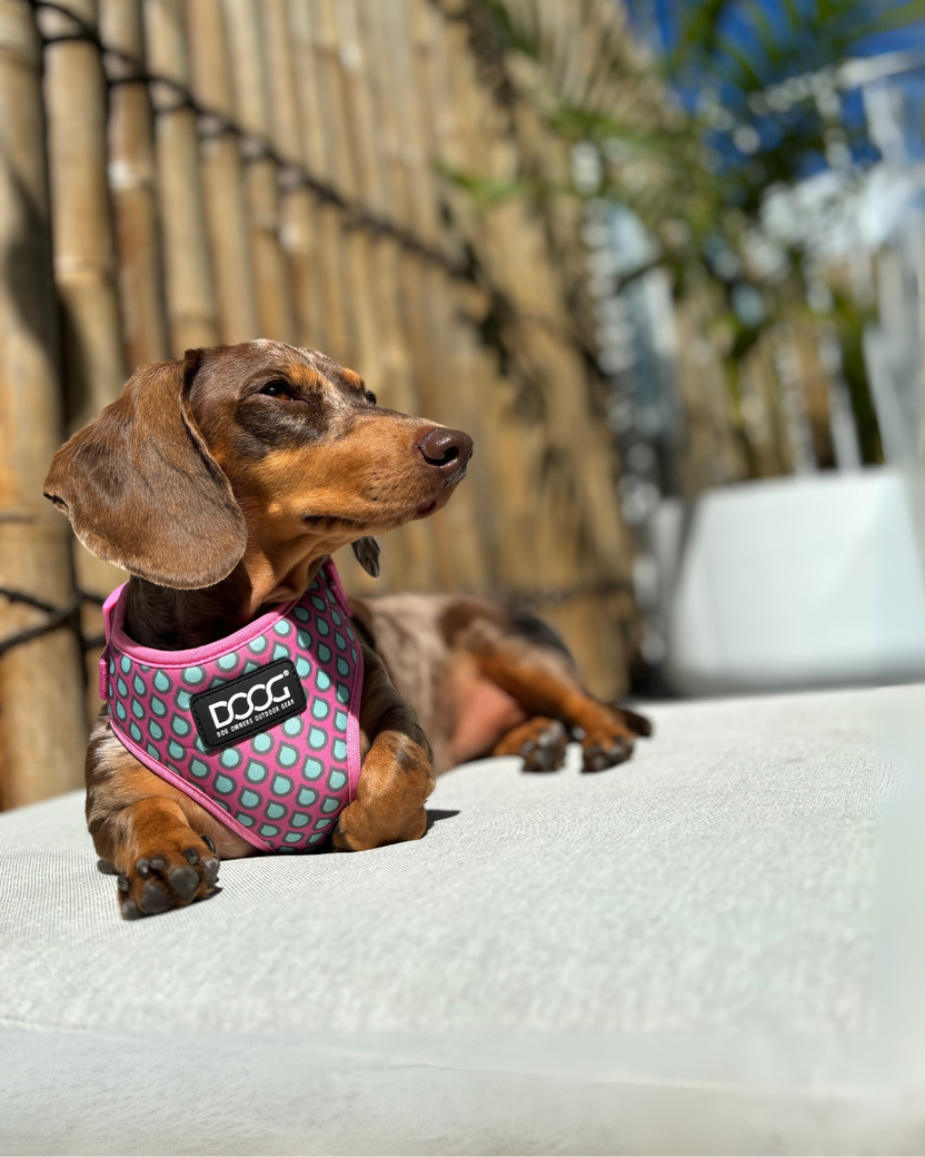 DOOG Official Site - Dog Owners Outdoor Gear – DOOG (Dog Owners Outdoor ...