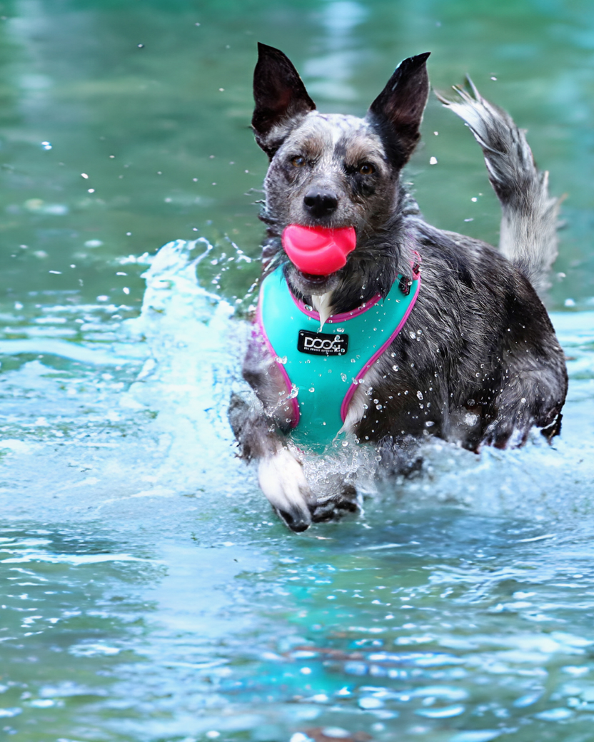 DOOG Official Site - Dog Owners Outdoor Gear – DOOG (Dog Owners Outdoor ...