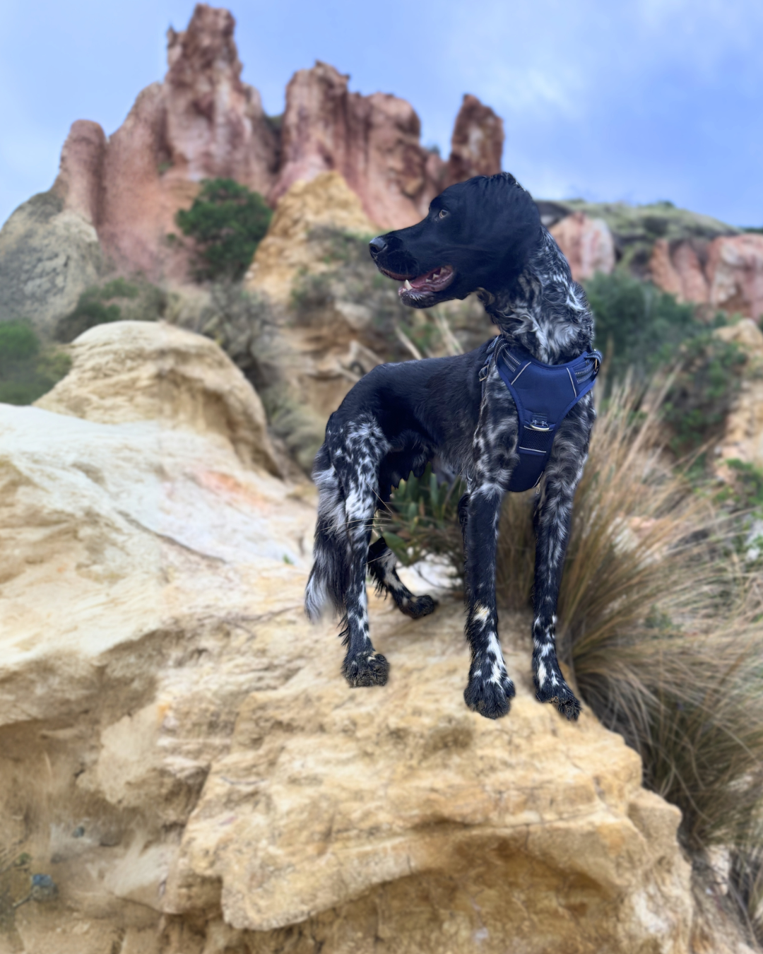 DOOG Official Site - Dog Owners Outdoor Gear – DOOG (Dog Owners Outdoor ...