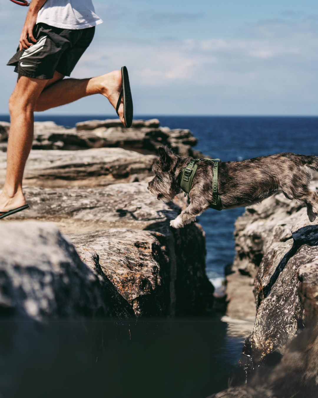 DOOG Official Site - Dog Owners Outdoor Gear – DOOG (Dog Owners Outdoor ...