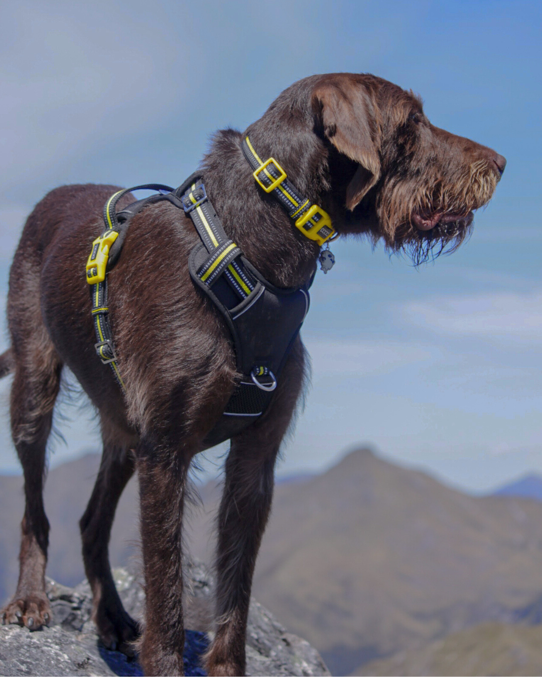 DOOG Official Site - Dog Owners Outdoor Gear – DOOG (Dog Owners Outdoor ...