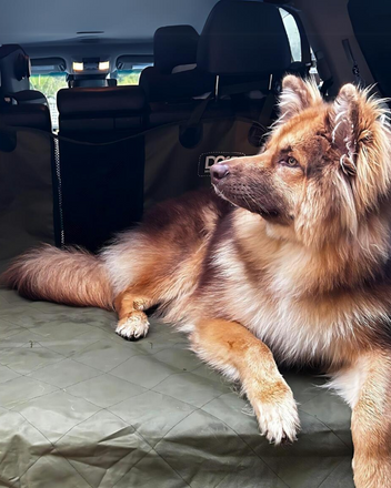 DOOG Official Site - Dog Owners Outdoor Gear – DOOG (Dog Owners Outdoor ...