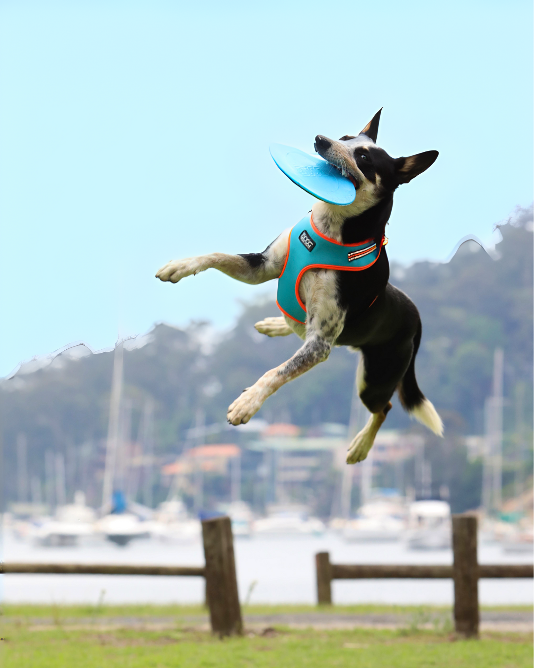 DOOG Official Site - Dog Owners Outdoor Gear – DOOG (Dog Owners Outdoor ...