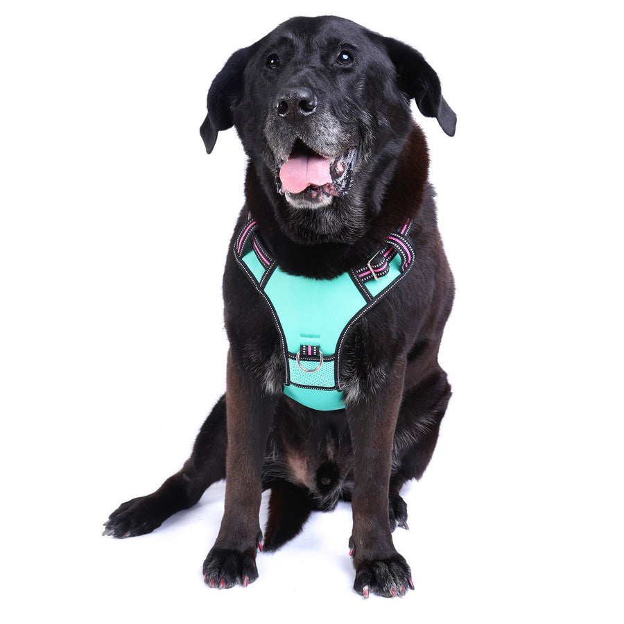 Dog Harnesses | Waterproof & Adjustable | DOOG Australia – DOOG (Dog ...